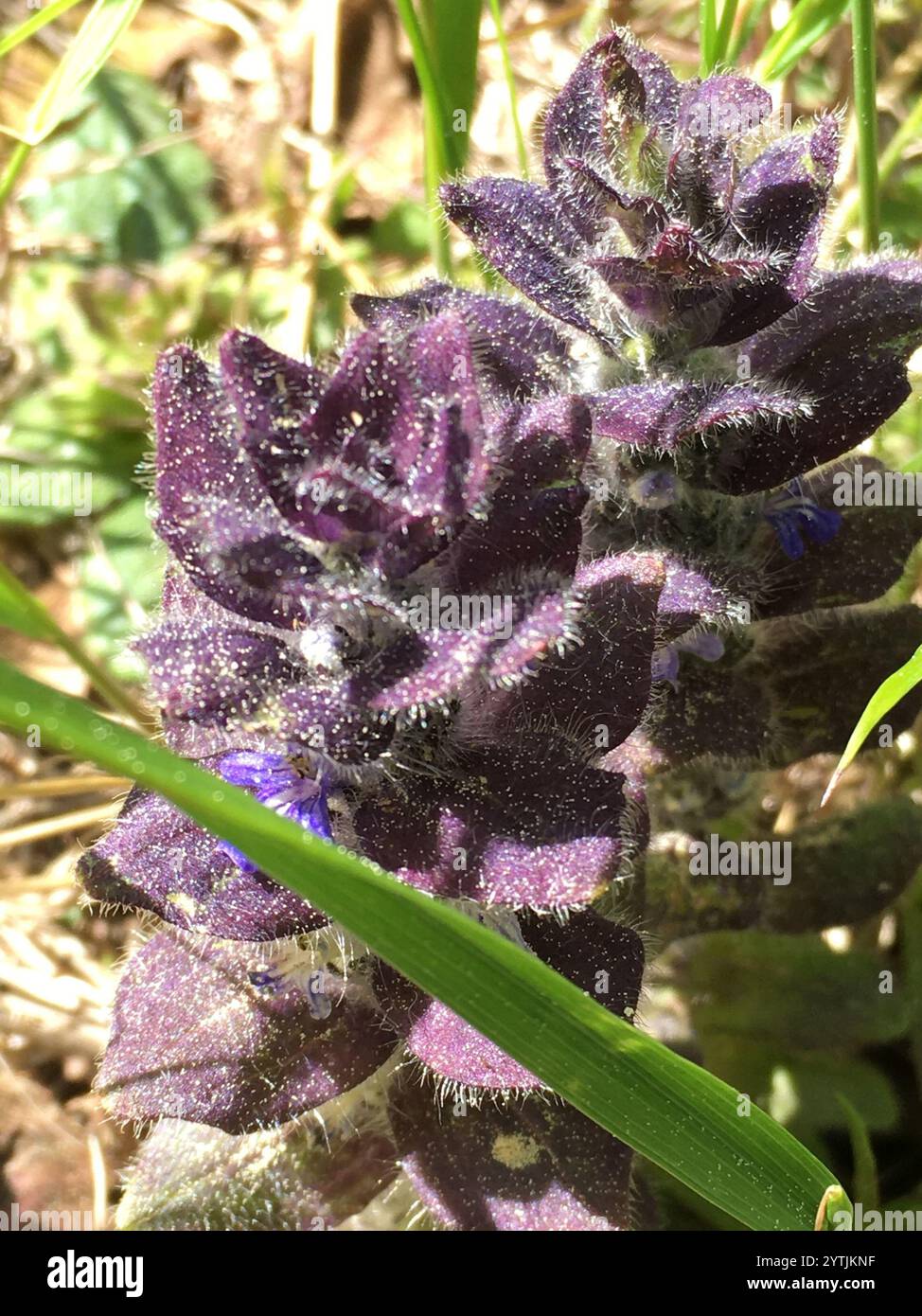 Pyramidal bugle ajuga pyramidalis hi-res stock photography and images ...