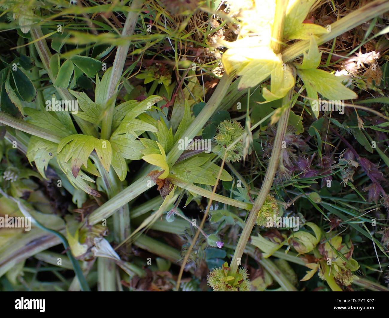 Sanicula arctopoides hi-res stock photography and images - Alamy