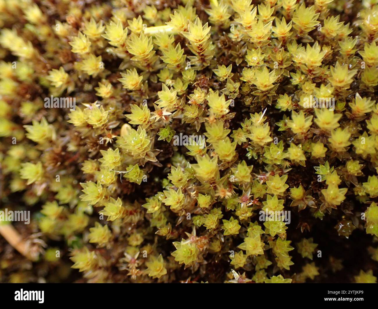 Long-leaved Thread Moss (Ptychostomum pseudotriquetrum Stock Photo - Alamy
