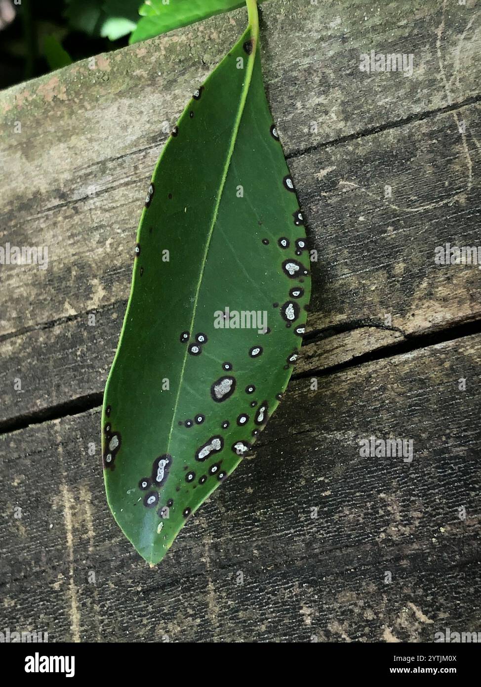 Ramularia hi-res stock photography and images - Alamy