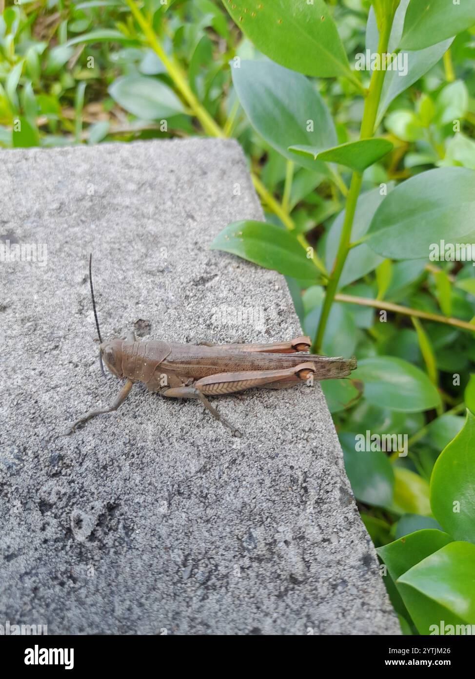 Giant Grasshopper (Valanga irregularis Stock Photo - Alamy