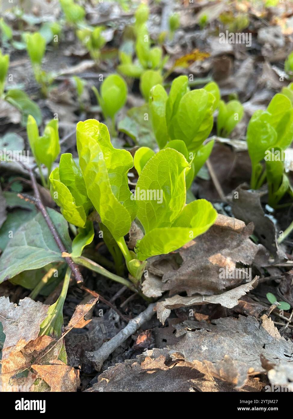 shinleaf (Pyrola elliptica Stock Photo - Alamy