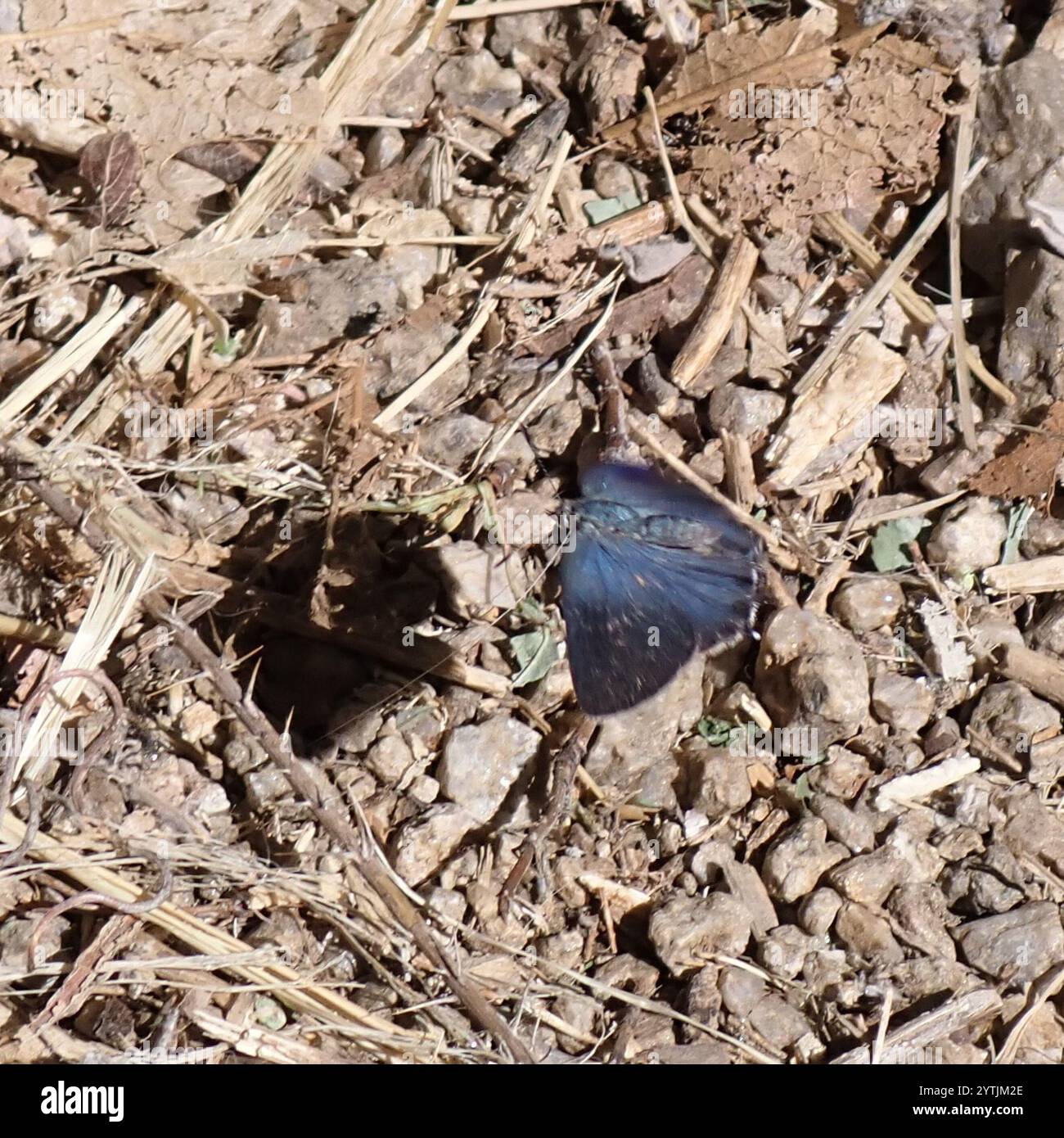 Callophrys spinetorum hi-res stock photography and images - Alamy