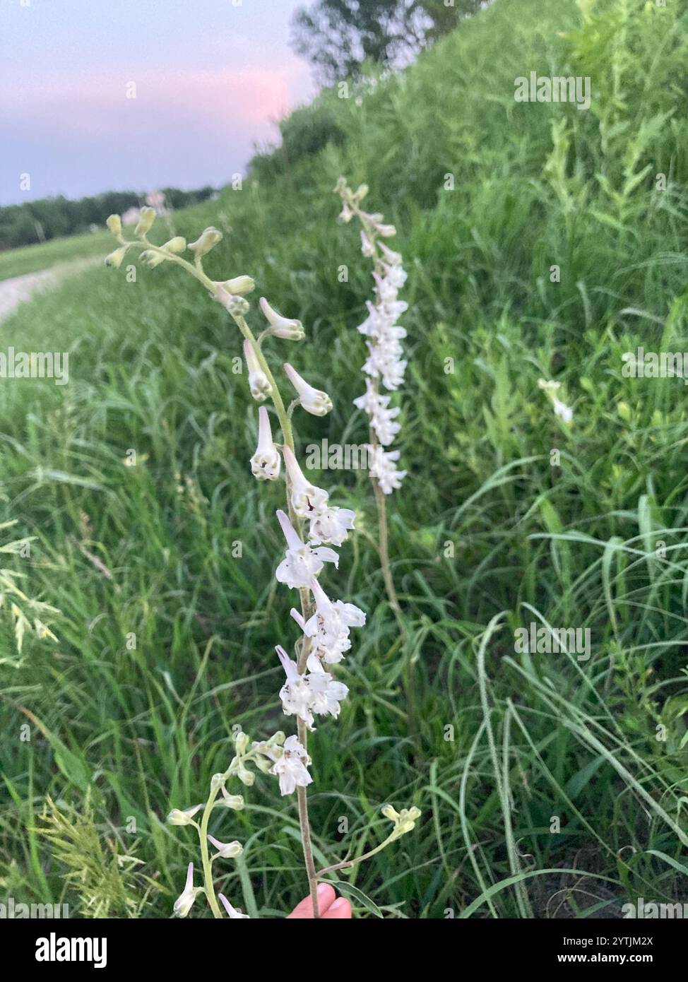 Wild Blue Larkspur (Delphinium carolinianum Stock Photo - Alamy