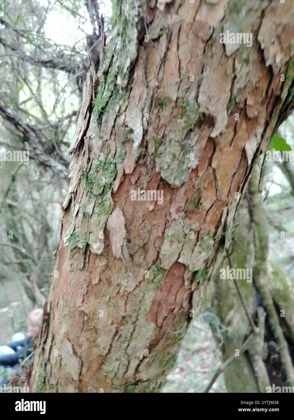 Allophylus hi-res stock photography and images - Alamy