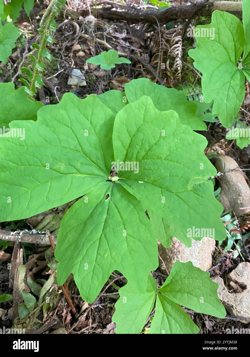 vanilla leaf (Achlys triphylla Stock Photo - Alamy