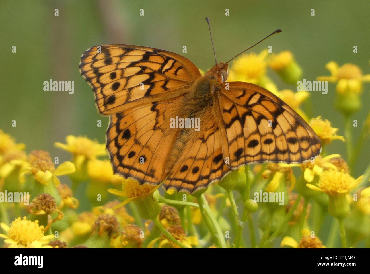 Variegated Fritillary (Euptoieta claudia Stock Photo - Alamy