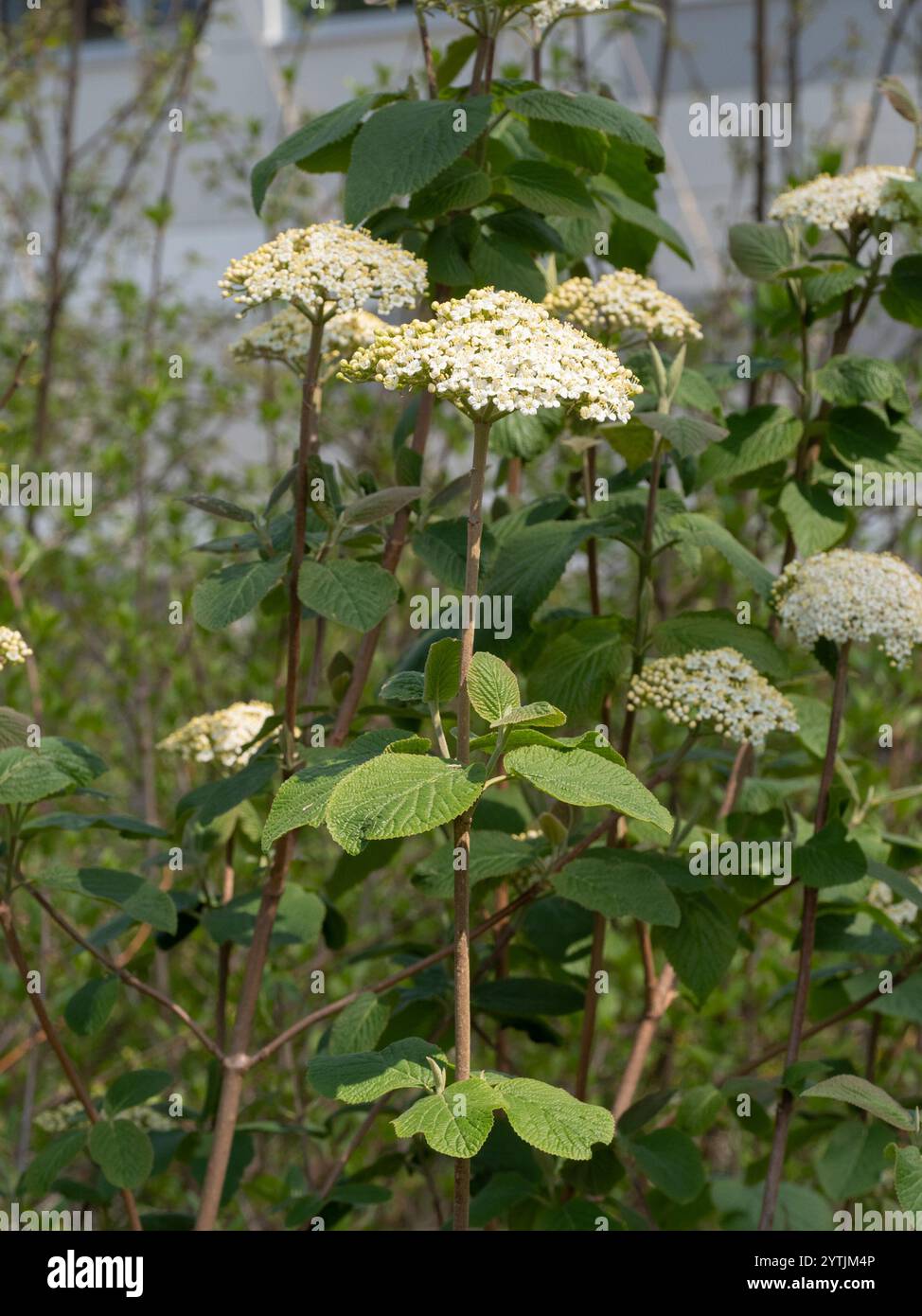 Wayfaring-tree (Viburnum lantana Stock Photo - Alamy