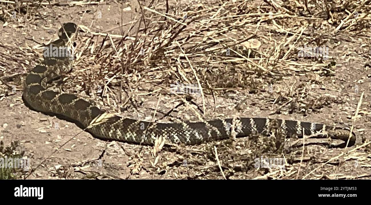 Northern Pacific Rattlesnake (Crotalus oreganus oreganus Stock Photo ...