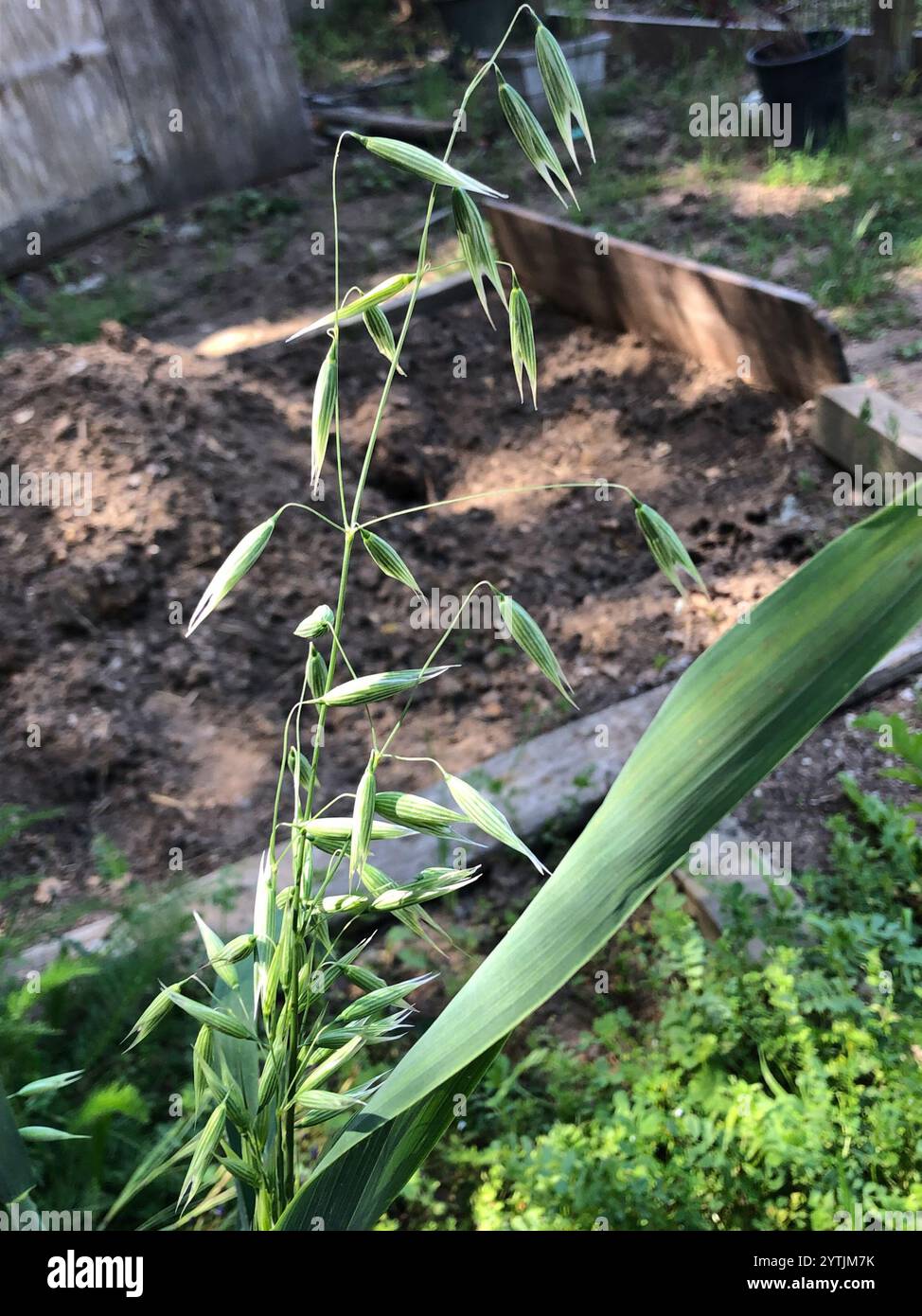 Common Oat (Avena sativa Stock Photo - Alamy