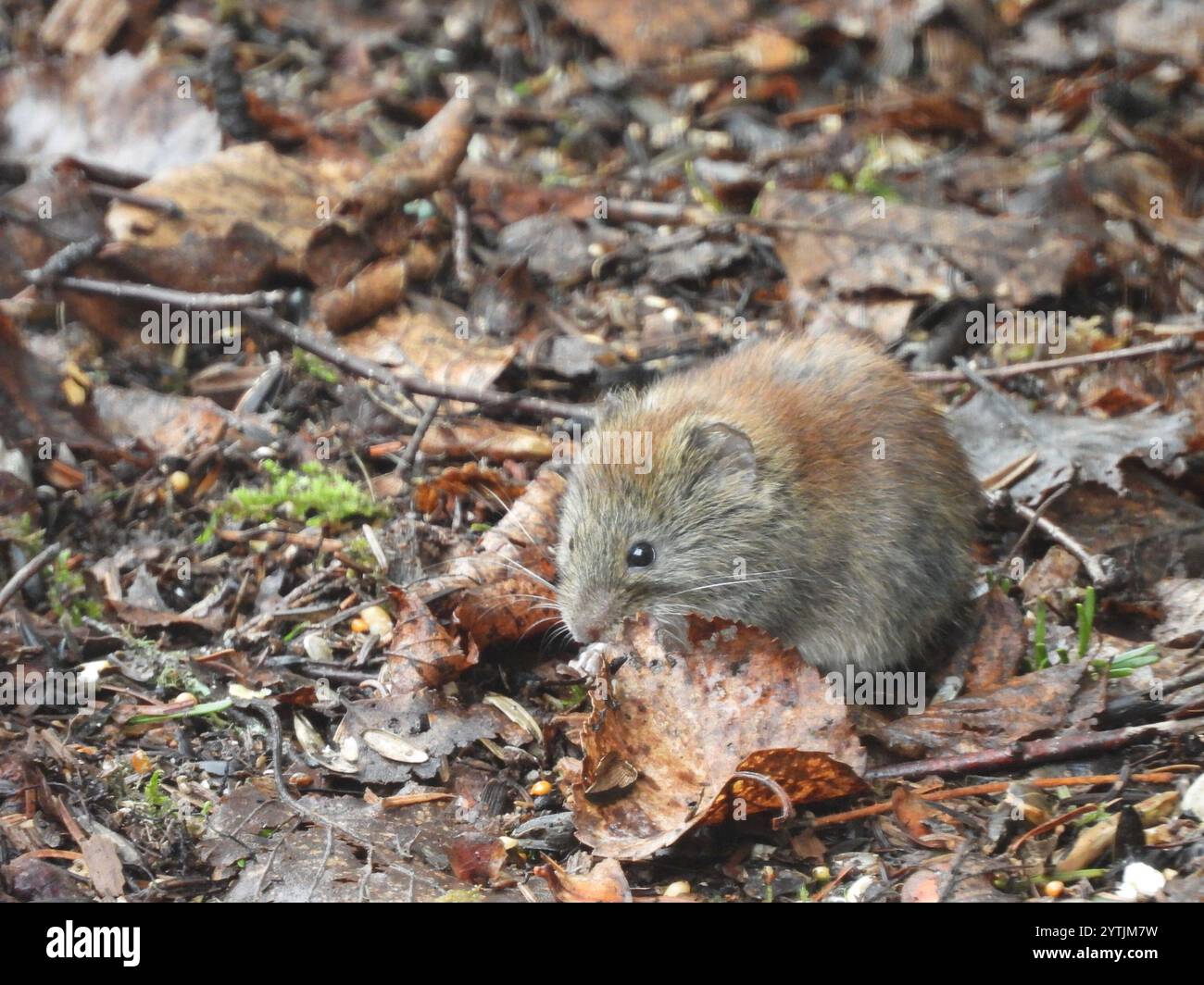 Gapperi vole hi-res stock photography and images - Alamy