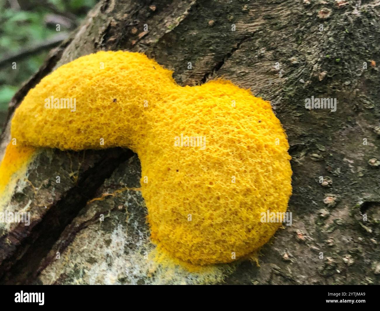 Dog Vomit Slime Mold (Fuligo septica Stock Photo - Alamy