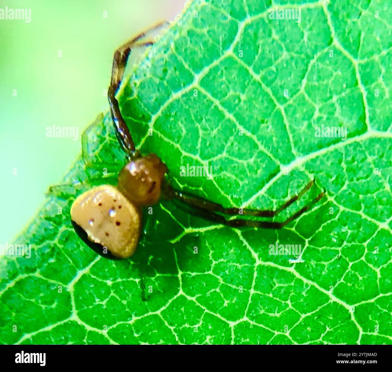 Black-banded Crab Spider (Synema parvulum Stock Photo - Alamy