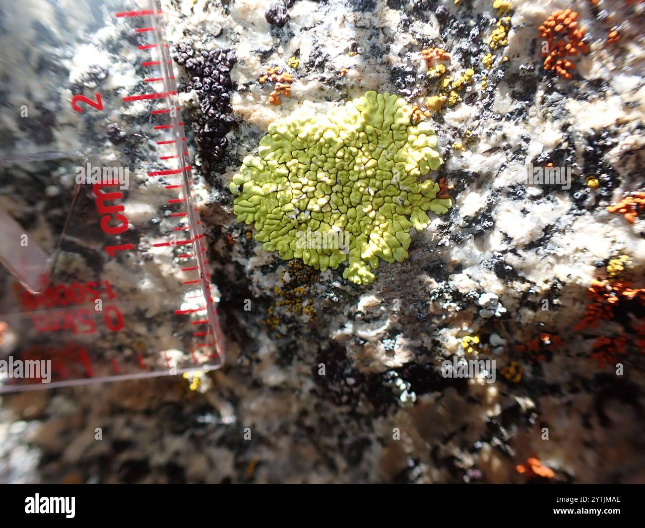 Gold Cobblestone Lichens (Pleopsidium Stock Photo - Alamy