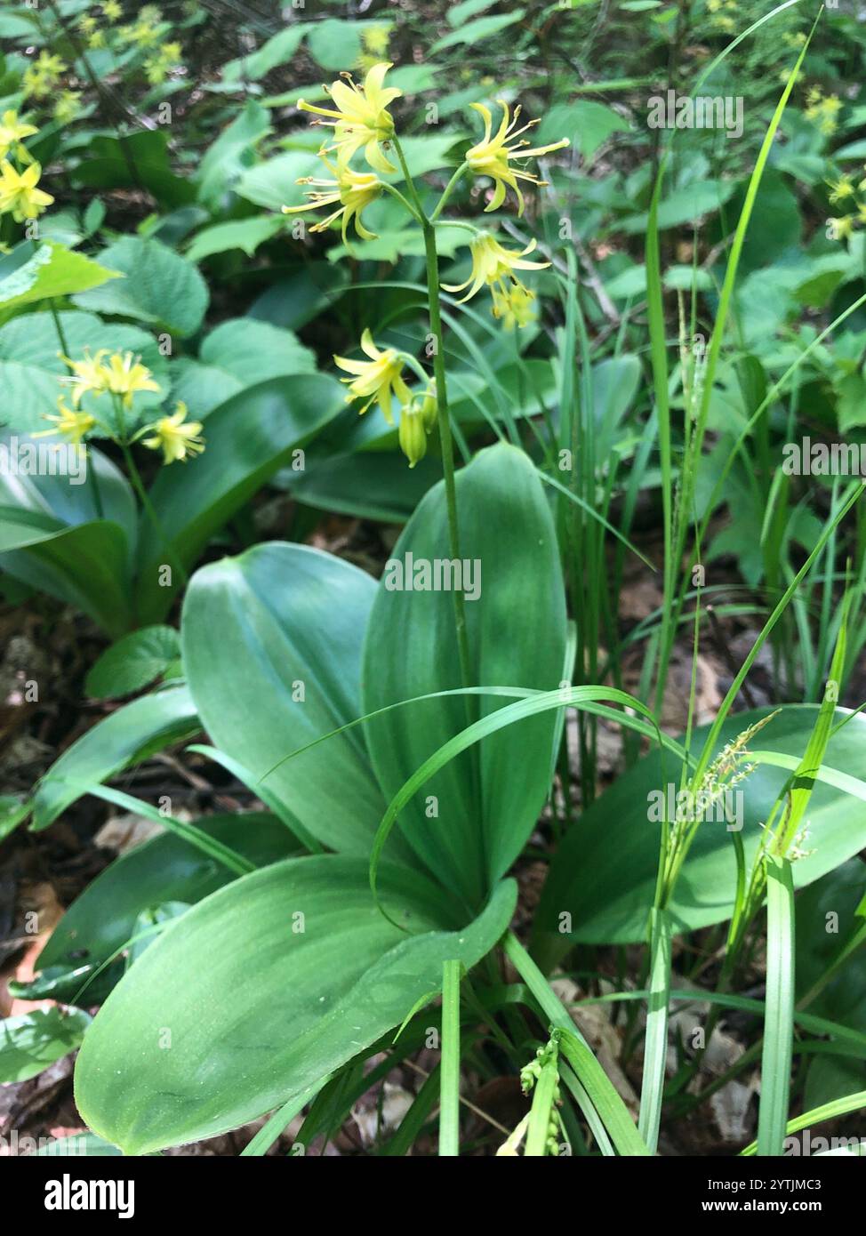bluebead lily (Clintonia borealis Stock Photo - Alamy