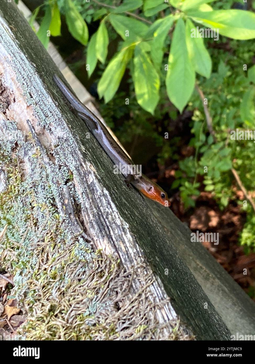 Common Five-lined Skink (Plestiodon fasciatus Stock Photo - Alamy