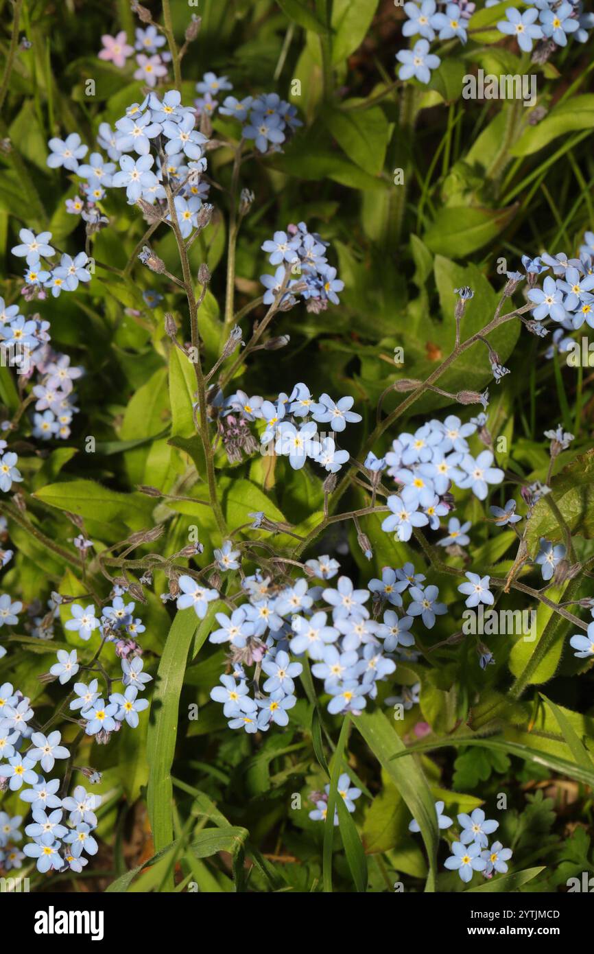 Wood Forget-me-not (Myosotis sylvatica Stock Photo - Alamy