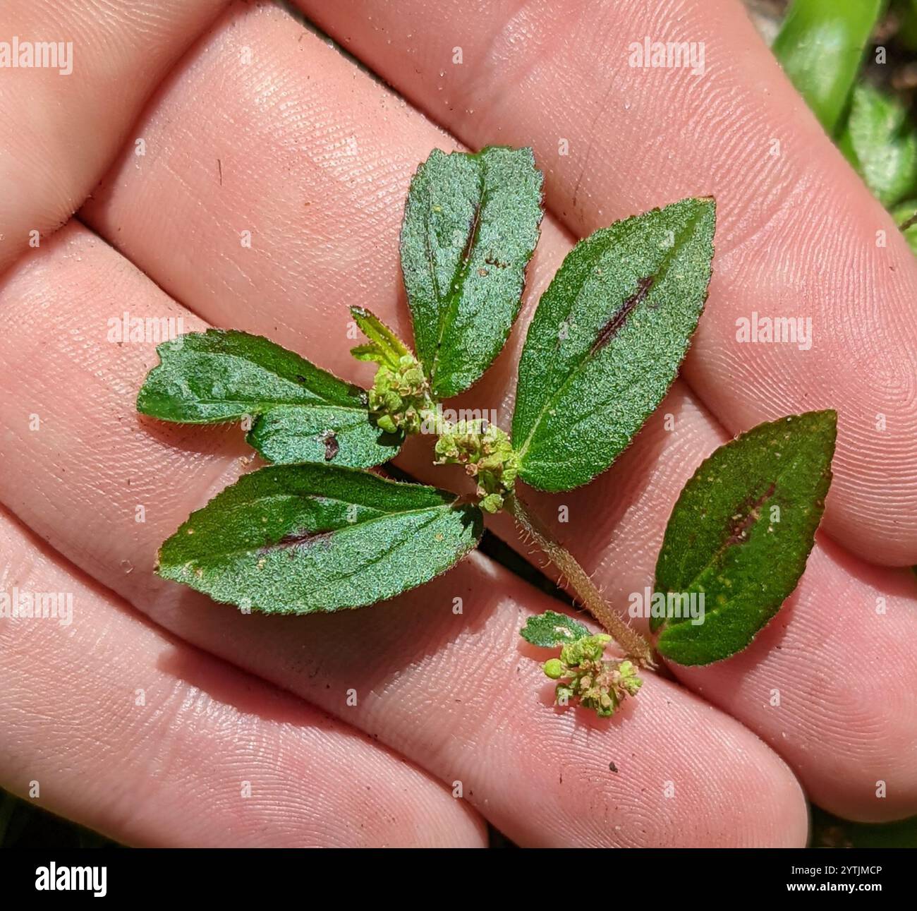 Asthma plant (Euphorbia hirta Stock Photo - Alamy