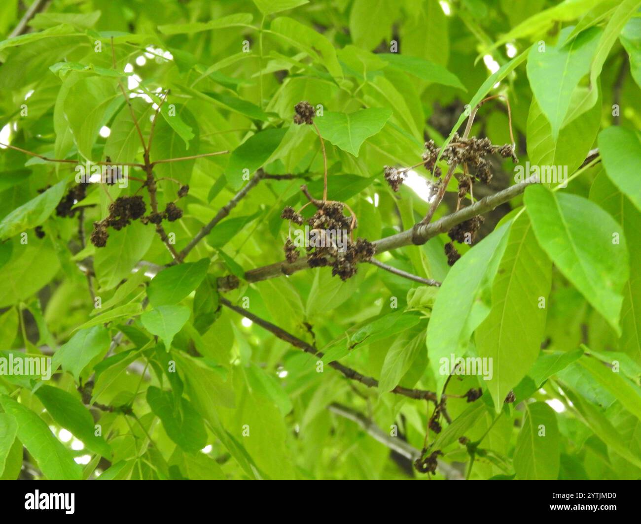 Ash Flower Gall Mite (Aceria fraxiniflora Stock Photo - Alamy