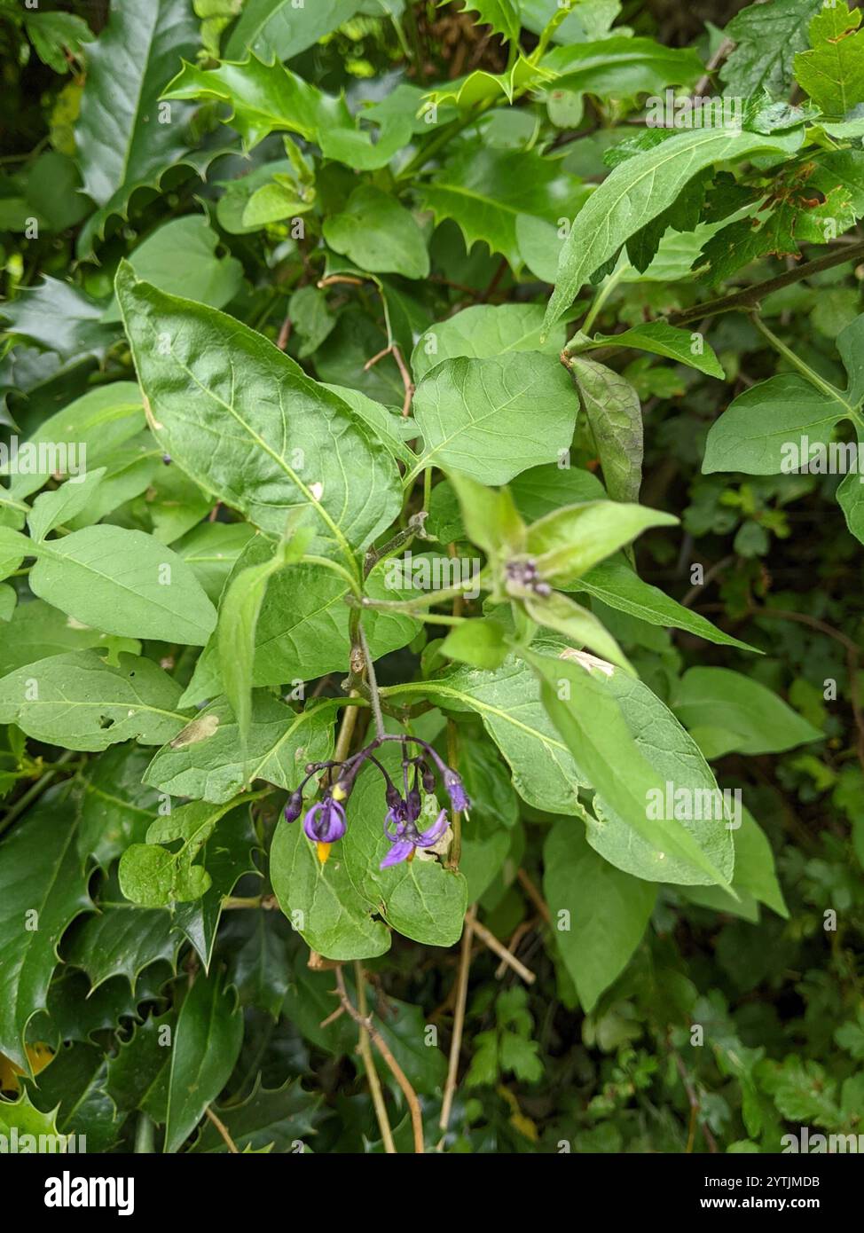 bittersweet nightshade (Solanum dulcamara Stock Photo - Alamy