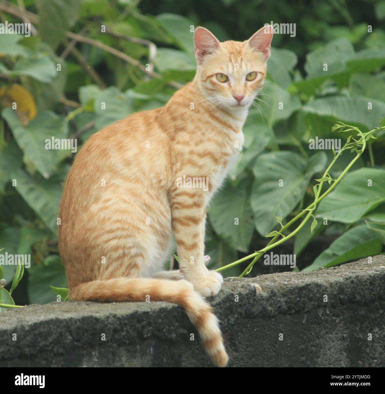 Domestic Cat (Felis catus Stock Photo - Alamy