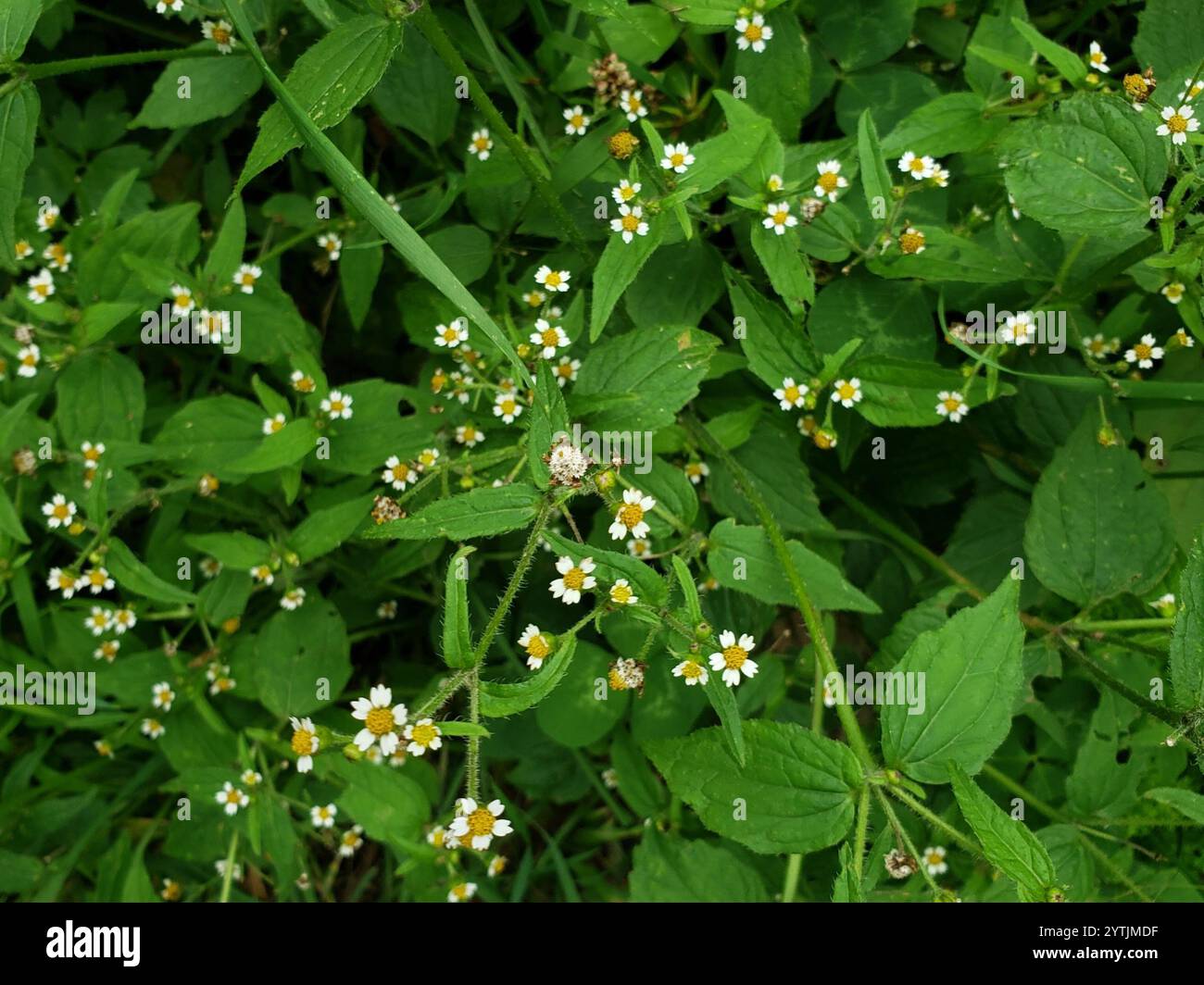 shaggy soldier (Galinsoga quadriradiata Stock Photo - Alamy