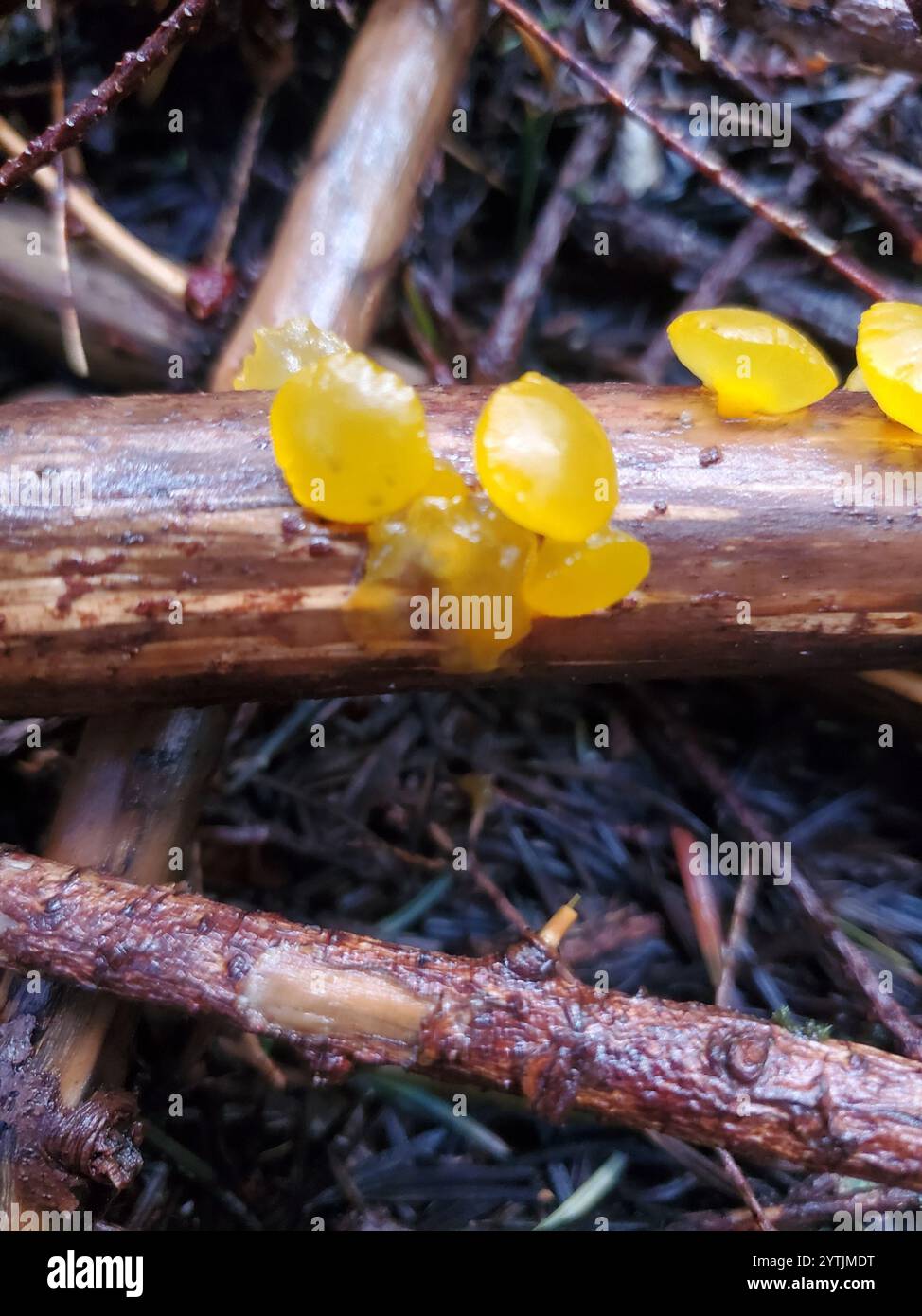 alpine jelly cone (Guepiniopsis alpina Stock Photo - Alamy