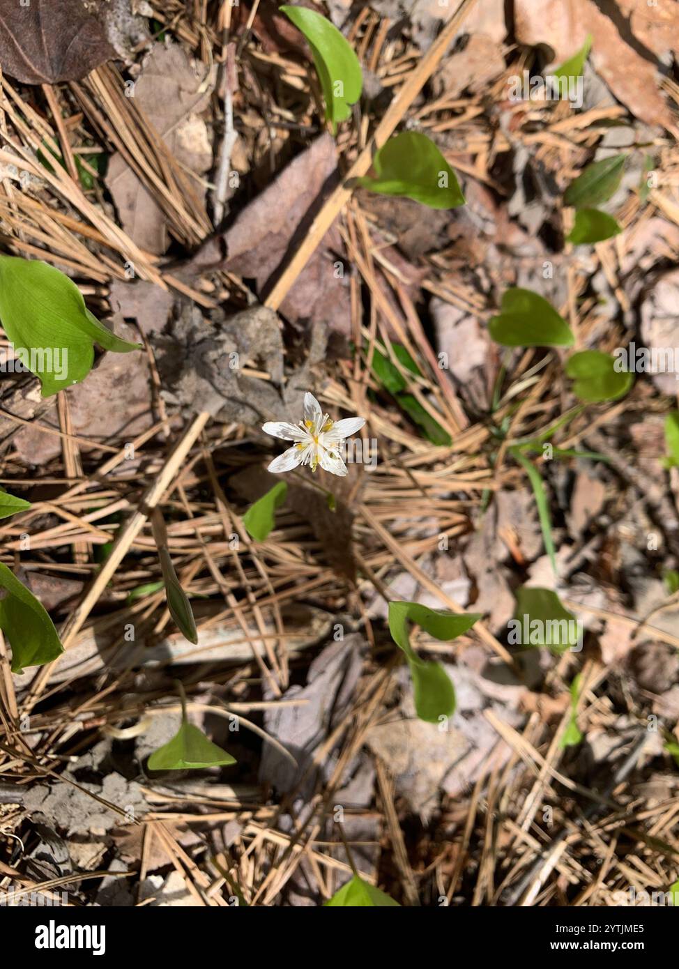threeleaf goldthread (Coptis trifolia Stock Photo - Alamy