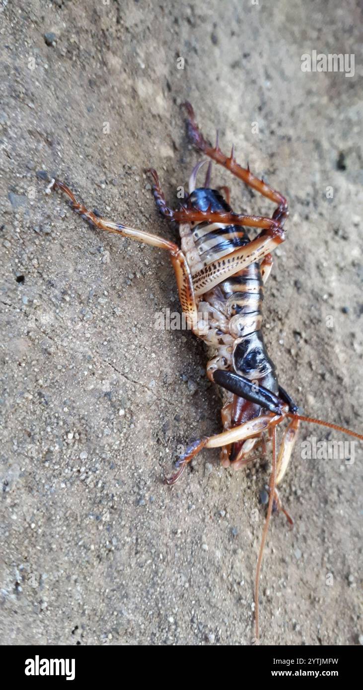 Wellington Tree Wētā (Hemideina crassidens Stock Photo - Alamy