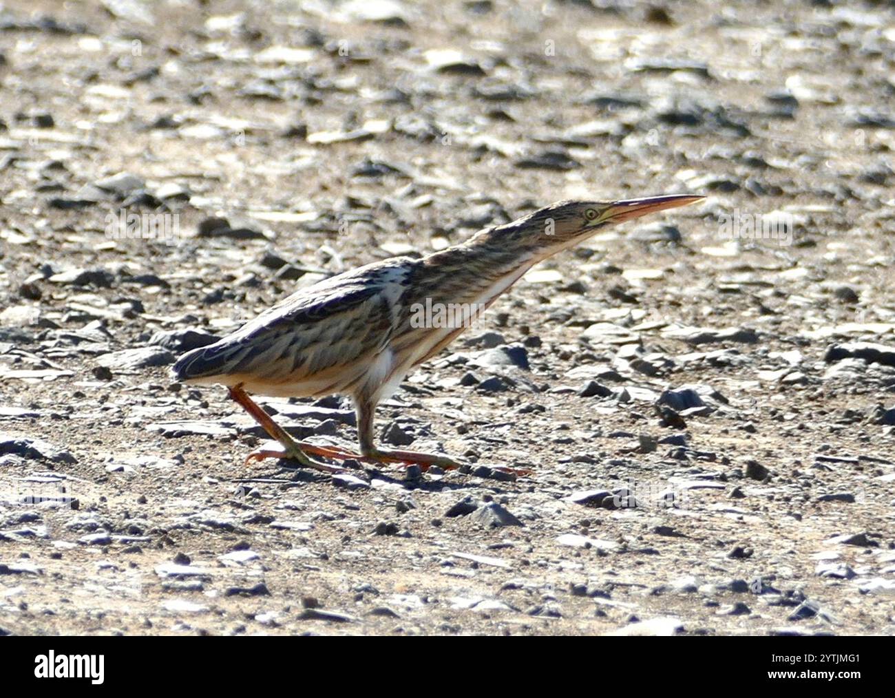 Little Bittern (Botaurus minutus Stock Photo - Alamy