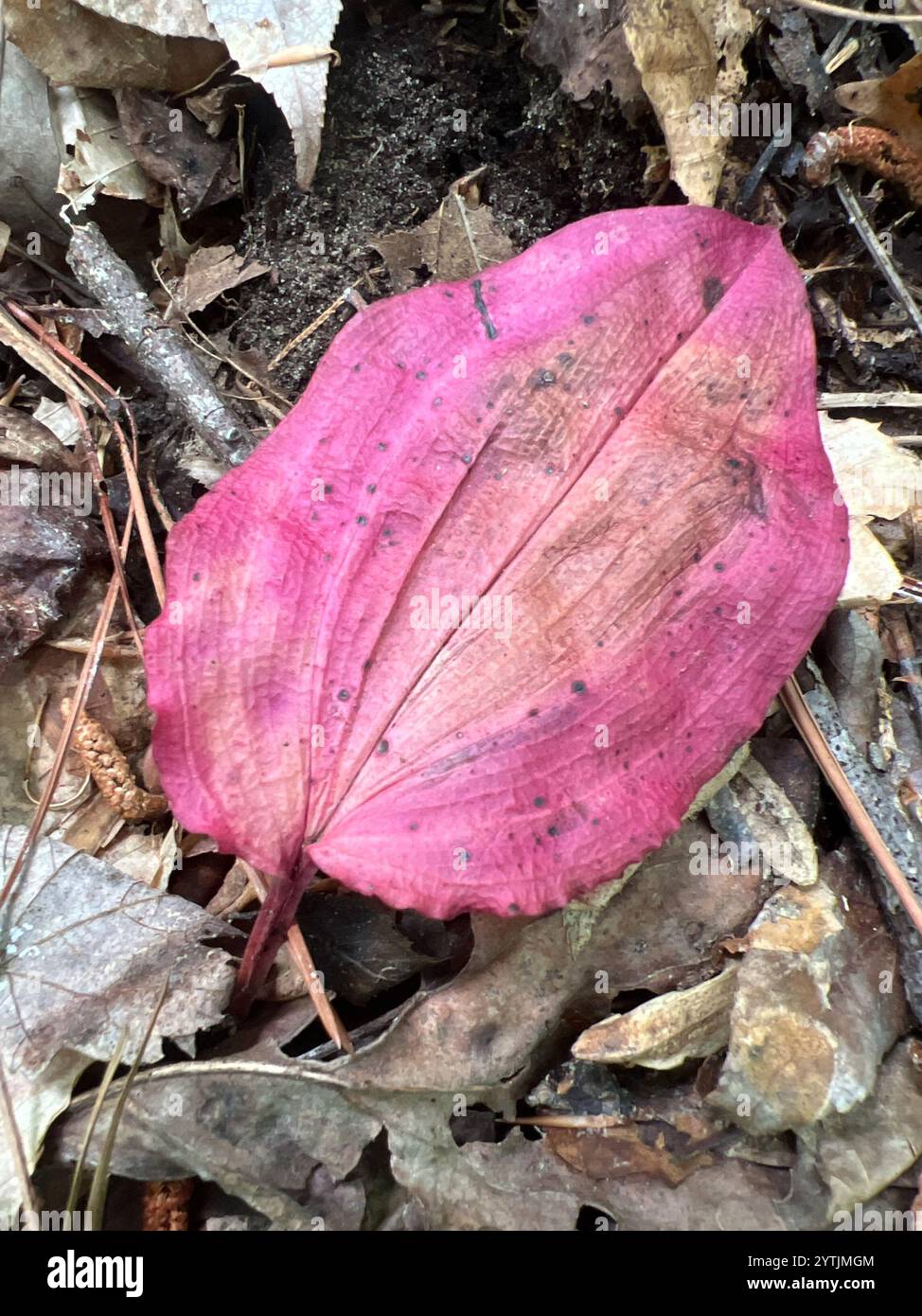 crane-fly orchid (Tipularia discolor Stock Photo - Alamy