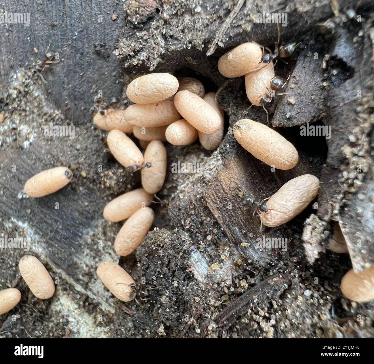 Woodland Fuzzy Ant (Lasius americanus Stock Photo - Alamy