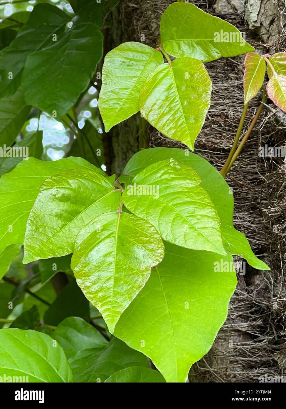 eastern poison ivy (Toxicodendron radicans Stock Photo - Alamy