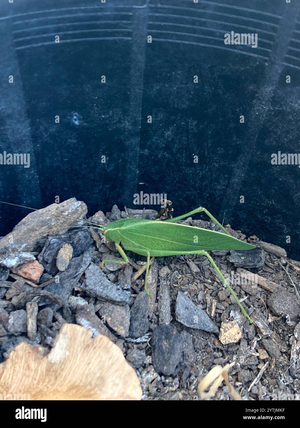 Australian Common Garden Katydid (Caedicia simplex Stock Photo - Alamy