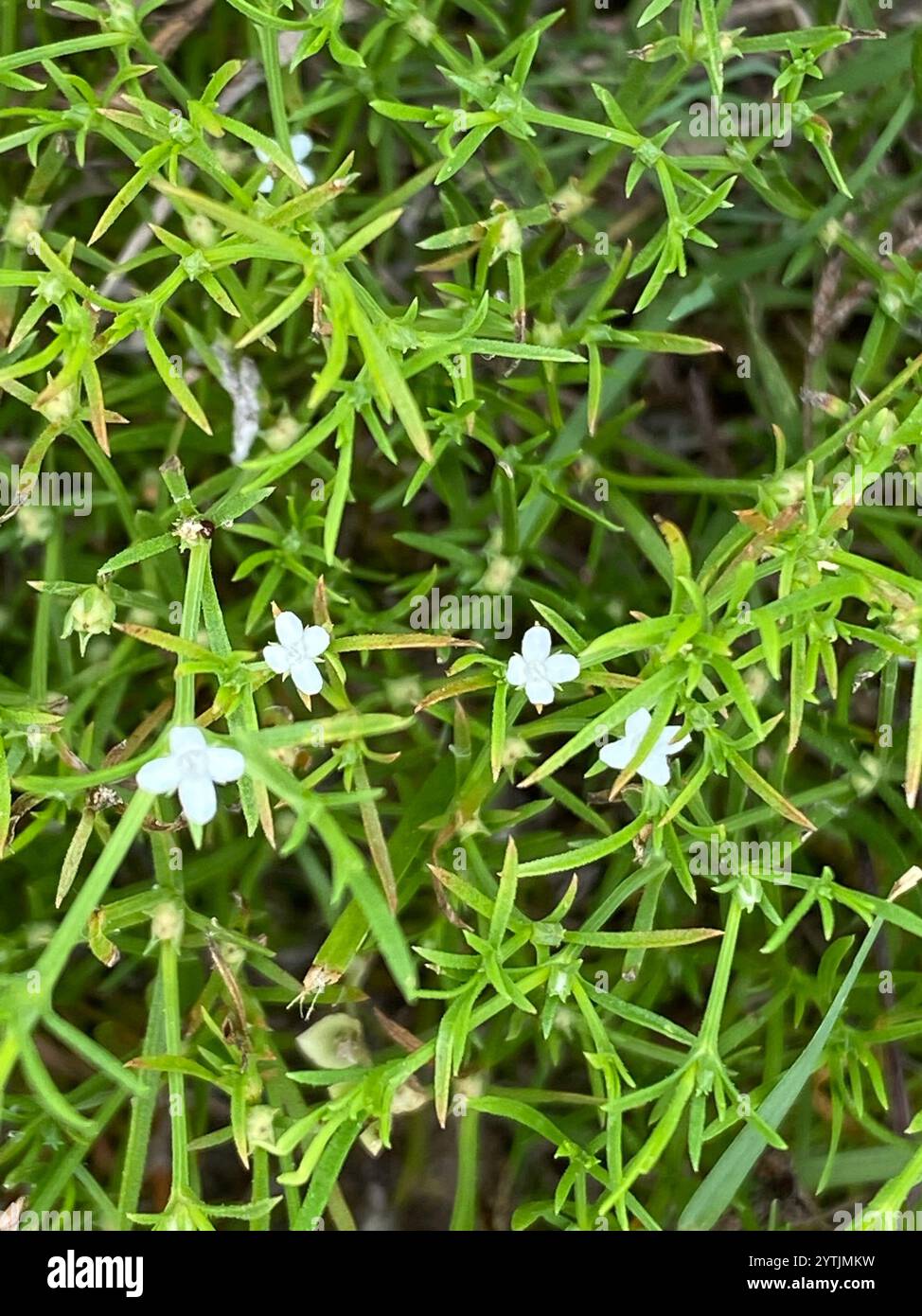Rust Weed (Polypremum procumbens Stock Photo - Alamy