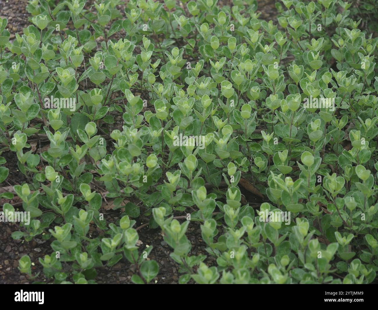 Beach vitex hi-res stock photography and images - Alamy