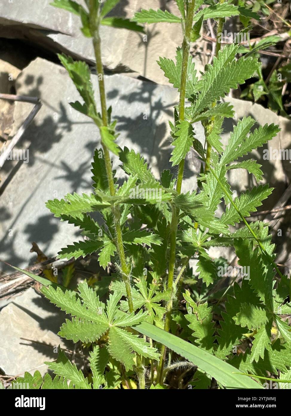 sulphur cinquefoil (Potentilla recta Stock Photo - Alamy
