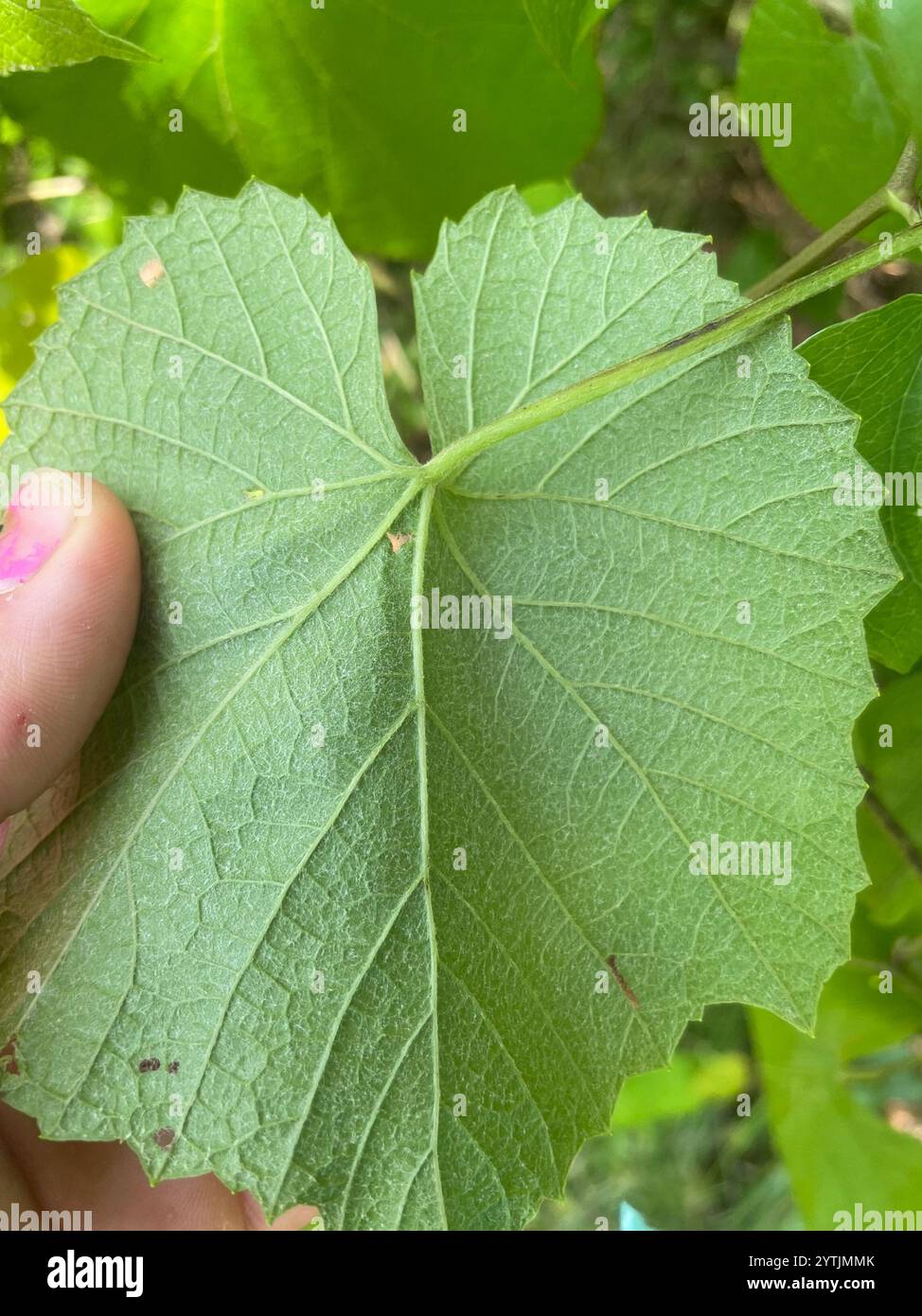 graybark grape (Vitis cinerea Stock Photo - Alamy