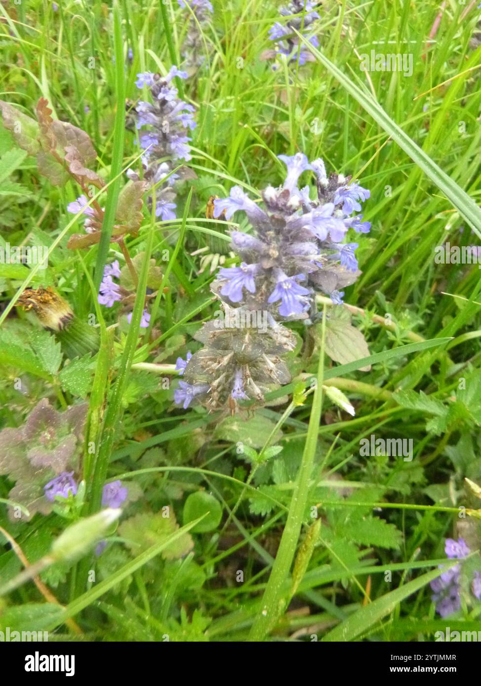carpet bugle (Ajuga reptans Stock Photo - Alamy