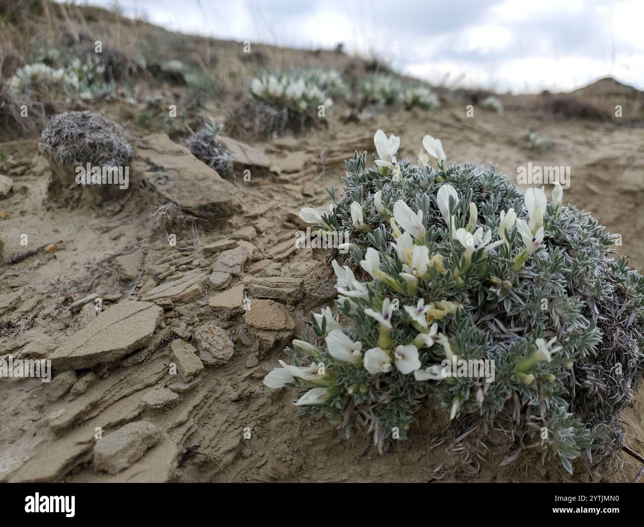 Threeleaf Milkvetch (Astragalus gilviflorus Stock Photo - Alamy