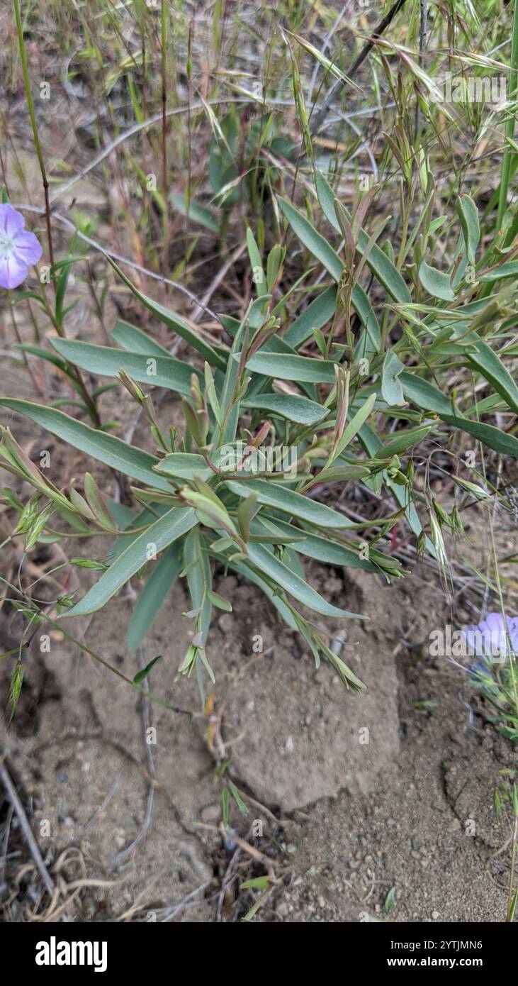 bastard toadflax (Comandra umbellata Stock Photo - Alamy