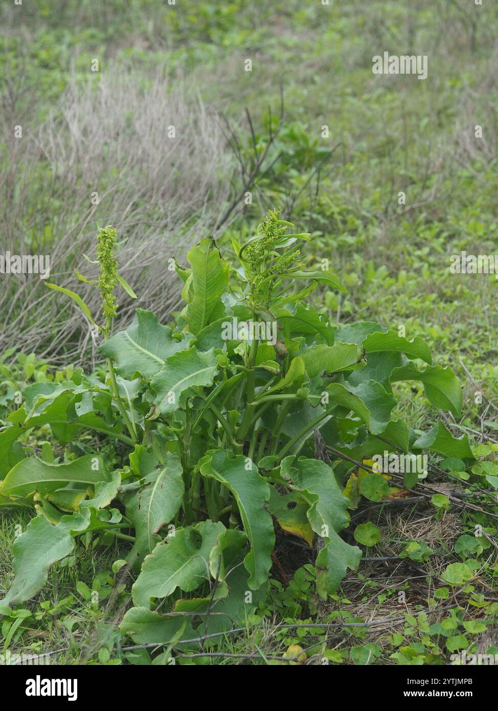 Japanese Dock (Rumex japonicus Stock Photo - Alamy