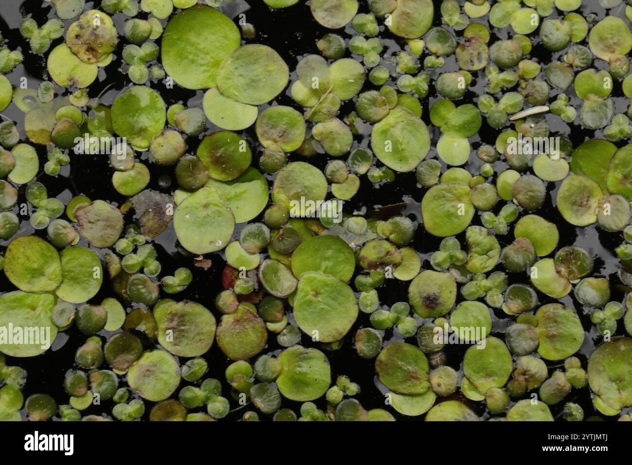 greater duckweed (Spirodela polyrhiza Stock Photo - Alamy
