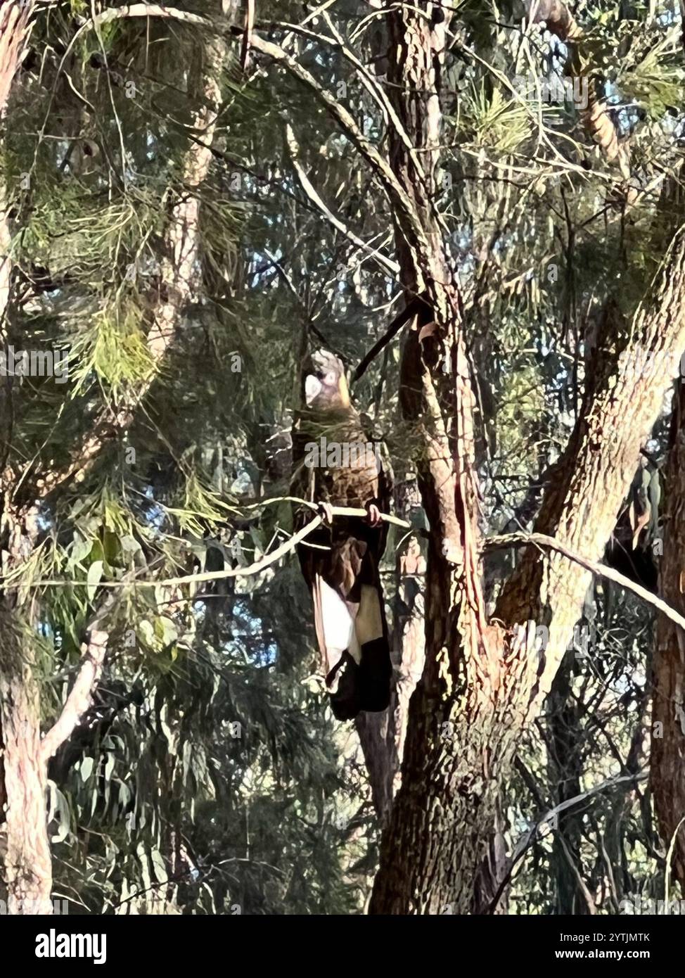 Yellow-tailed Black Cockatoo (Zanda funerea Stock Photo - Alamy