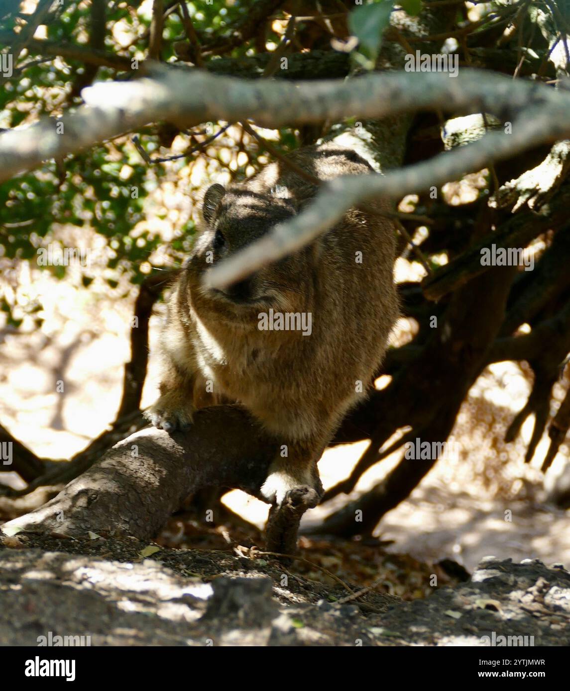 Cape Rock Hyrax (Procavia capensis capensis Stock Photo - Alamy
