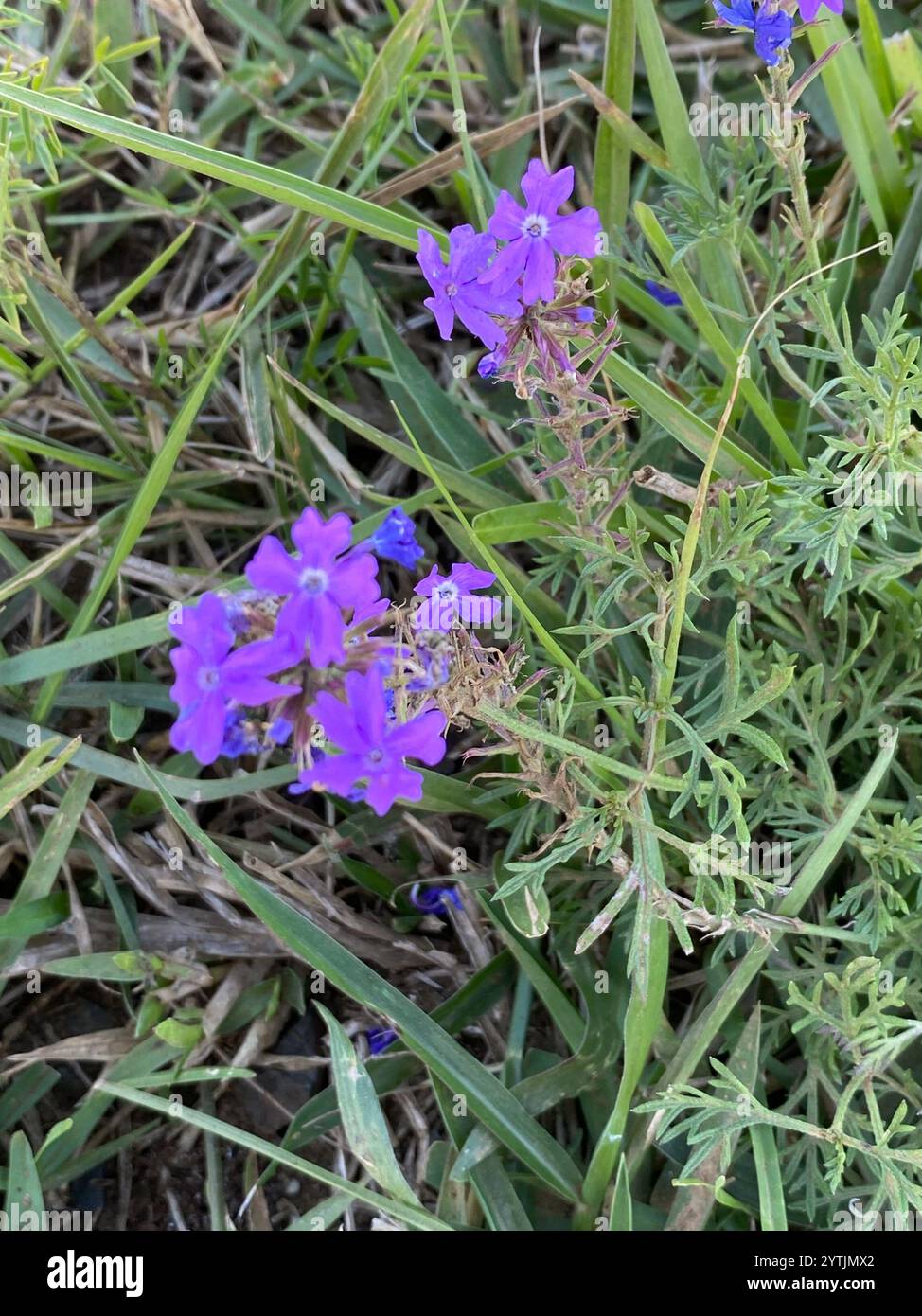 South American mock vervain (Glandularia aristigera Stock Photo - Alamy