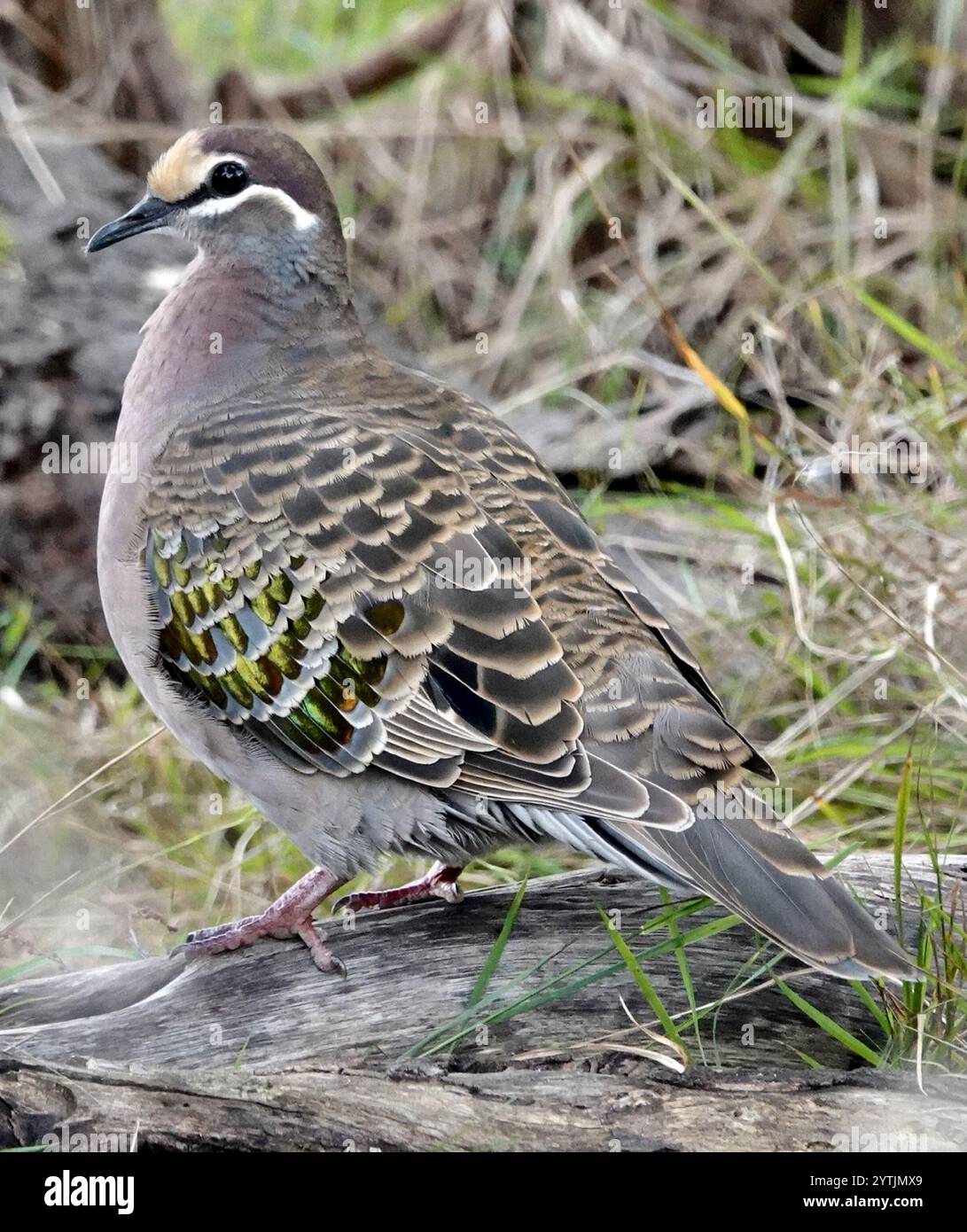 Common Bronzewing (Phaps chalcoptera Stock Photo - Alamy