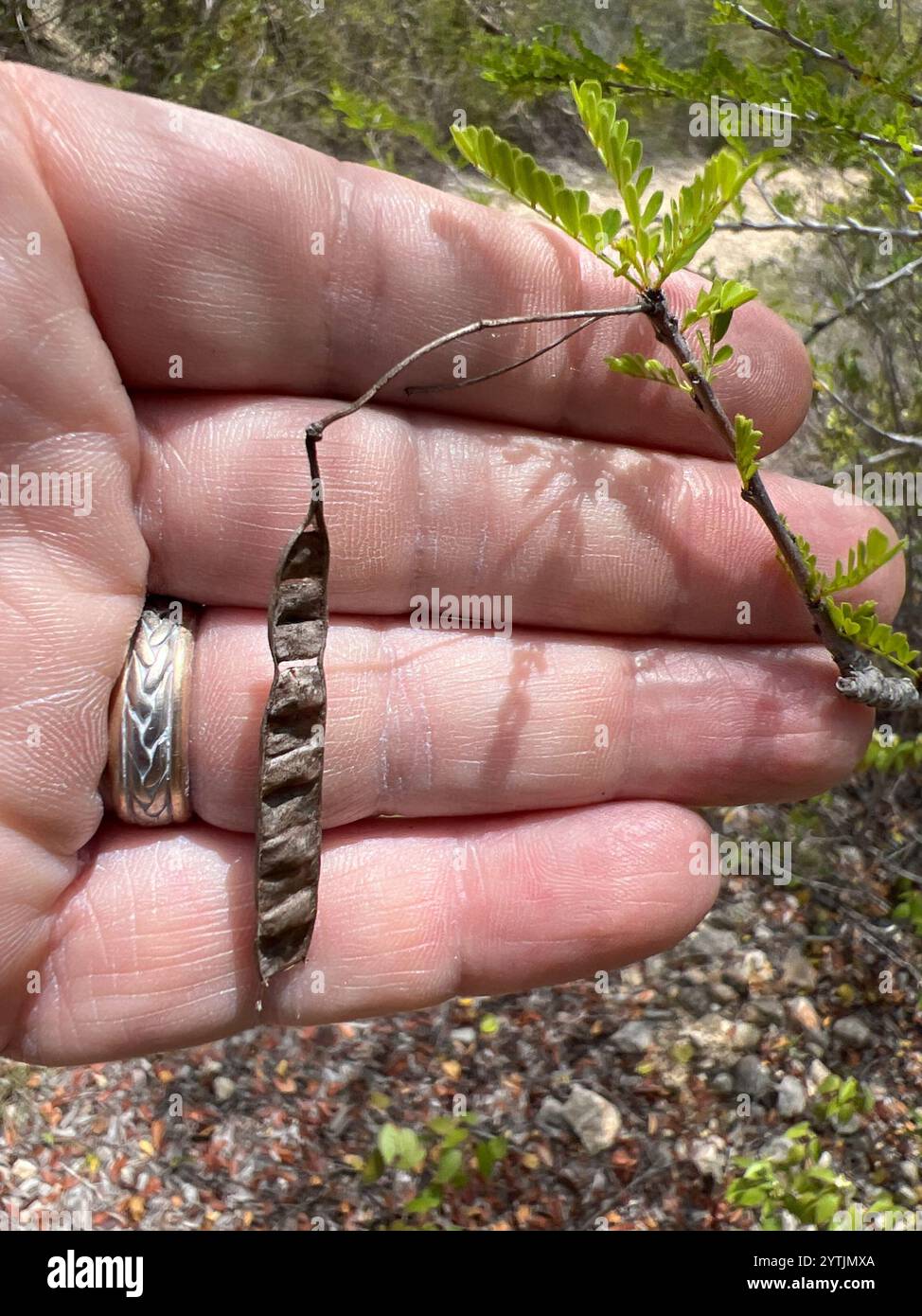 desert senna (Senna polyphylla Stock Photo - Alamy