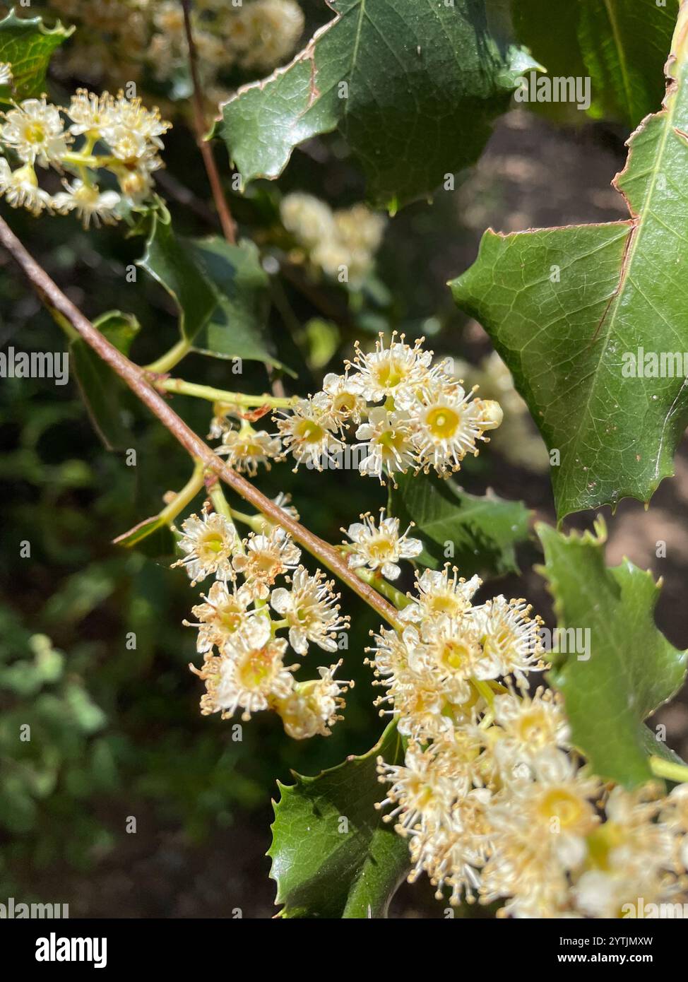 hollyleaf cherry (Prunus ilicifolia Stock Photo - Alamy