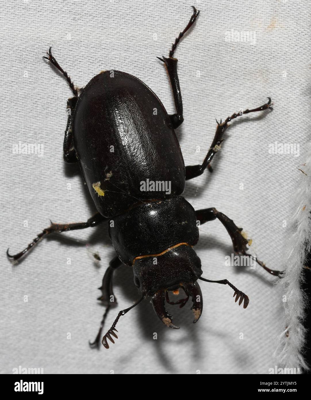 Smooth Stag Beetle (Lucanus placidus Stock Photo - Alamy